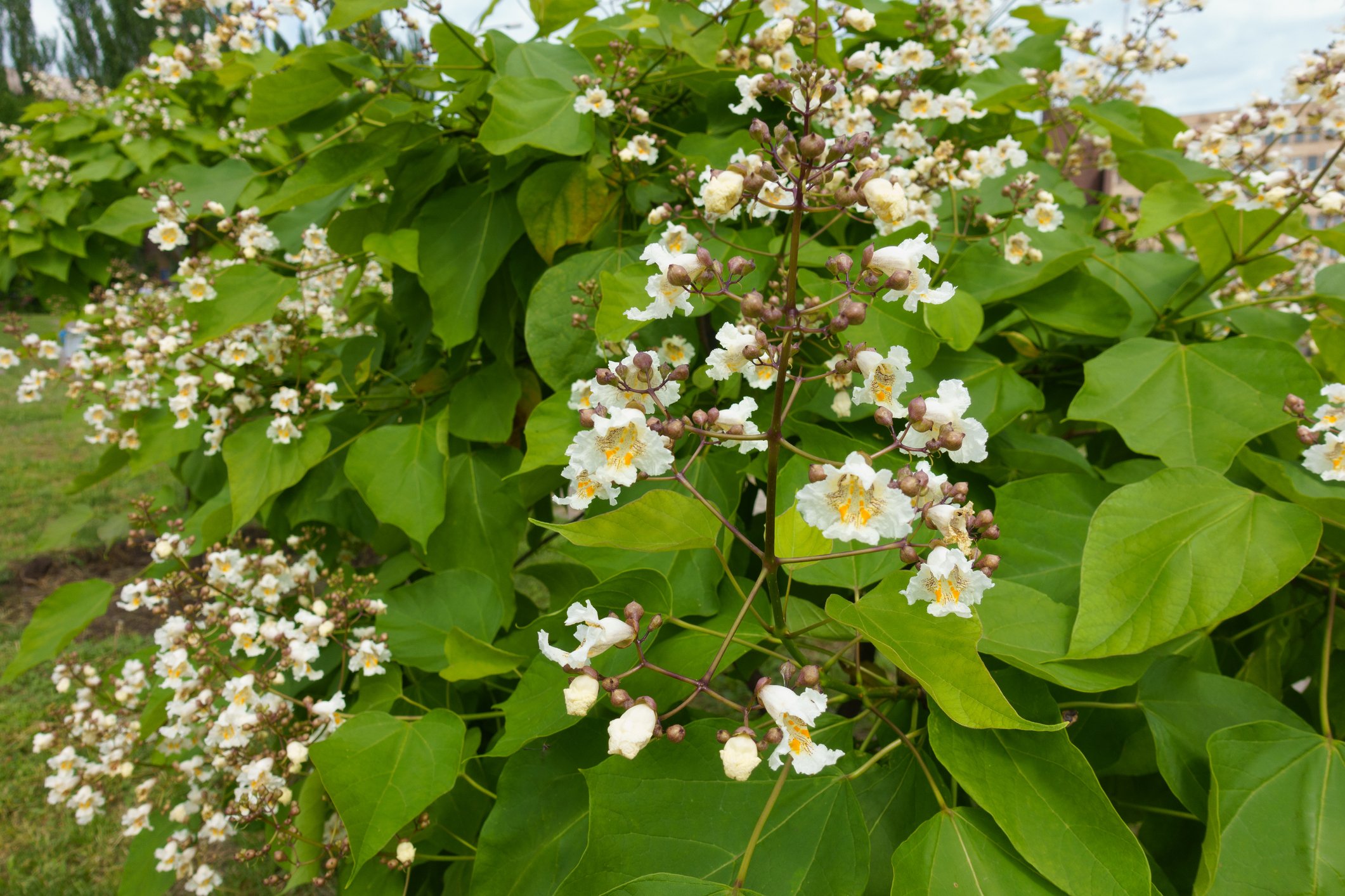 How to Grow Flowering Catalpa Trees in Your Yard - The Habitat