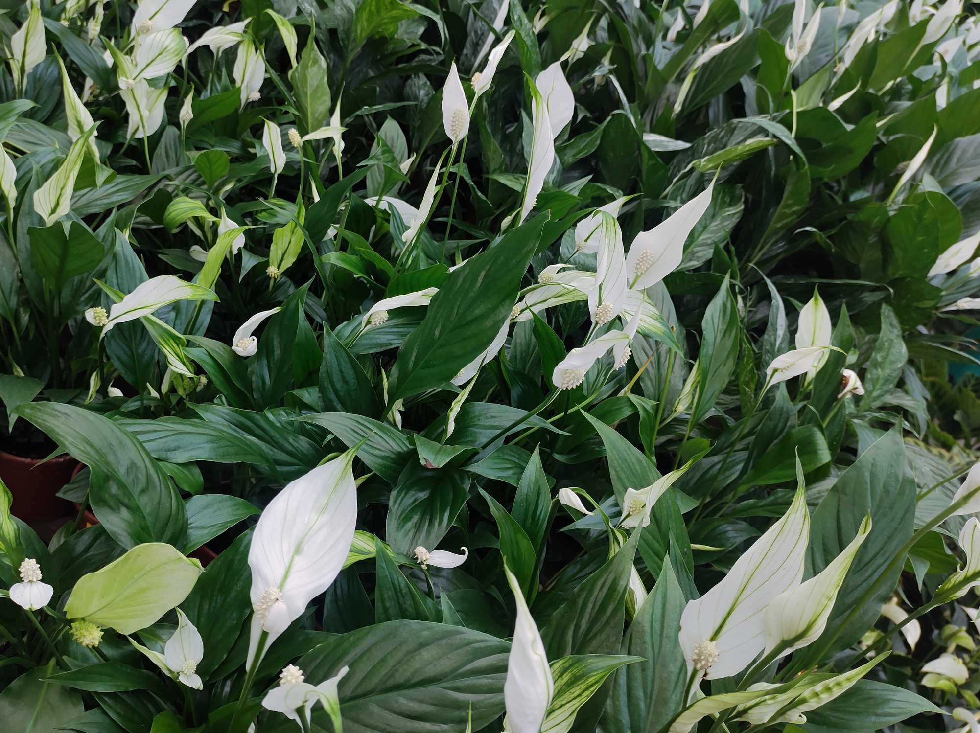 10 Lovely Varieties of Peace Lilies - The Habitat