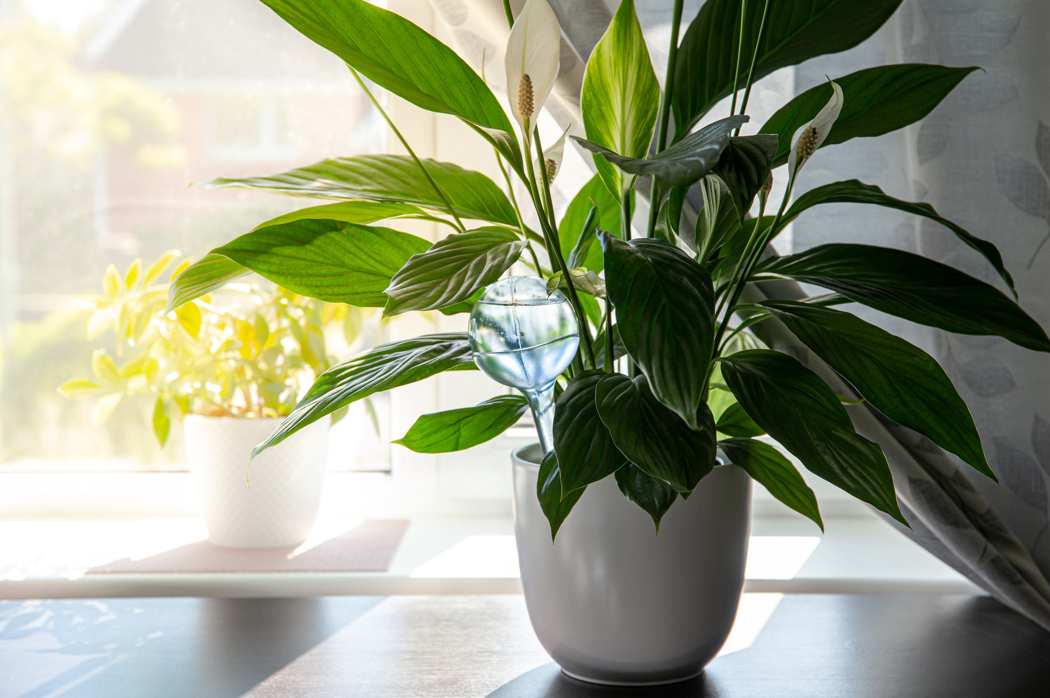 10 Lovely Varieties of Peace Lilies - The Habitat