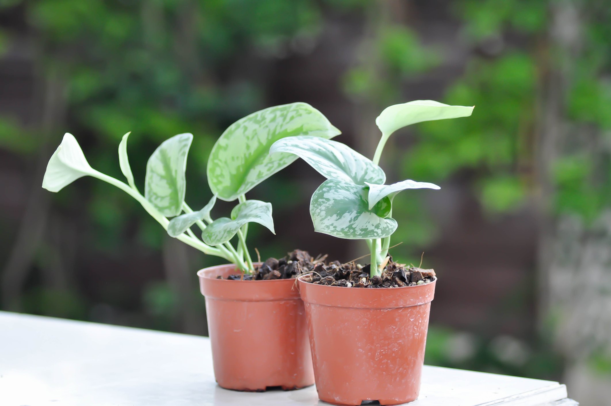 How to Care for a Silver Satin (Silver Pothos) Plant - The Habitat