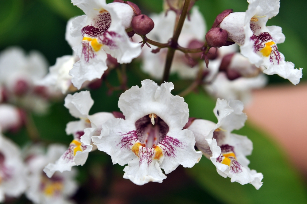 How to Grow Flowering Catalpa Trees in Your Yard - The Habitat