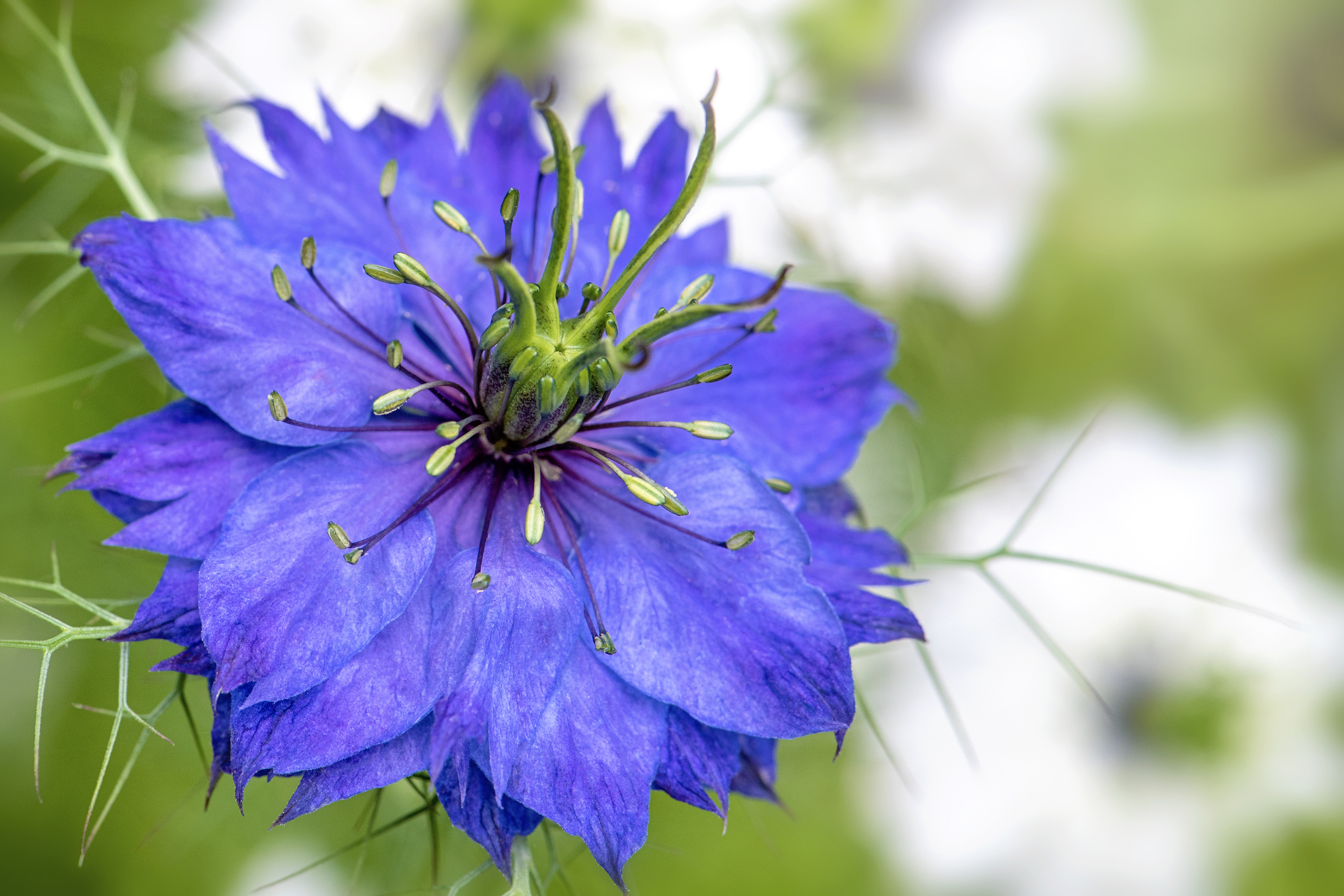 Blue Flowers to Brighten Up Your Garden - The Habitat