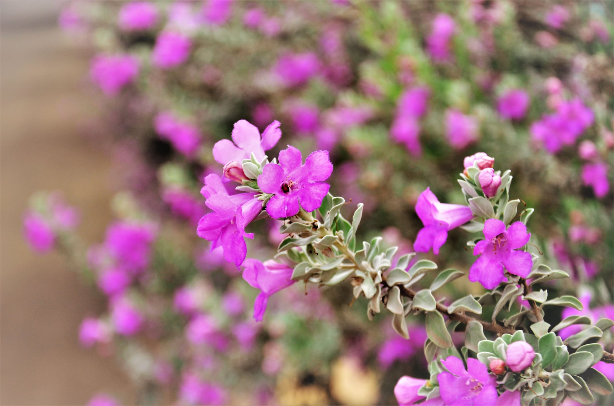 How to Care For Your Fairy Duster Plant - The Habitat