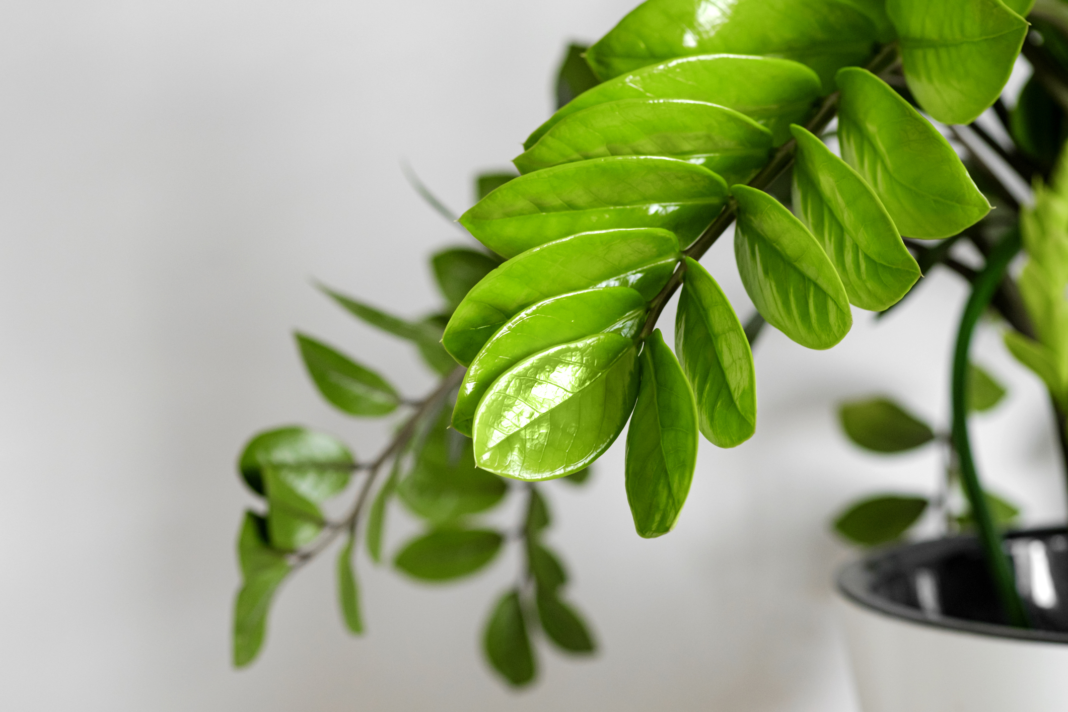 How to Grow and Care for the ZZ Plant - The Habitat