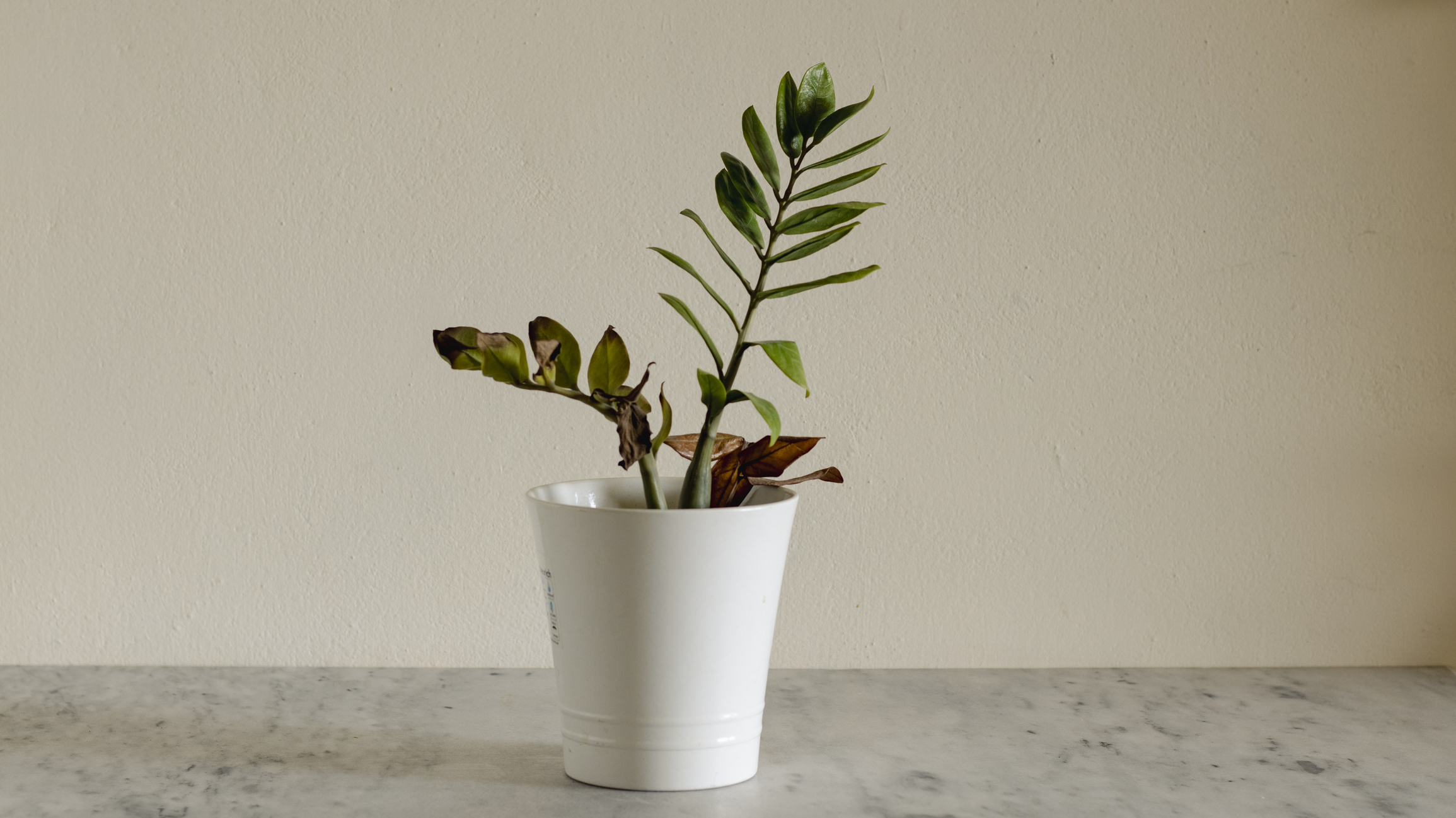 How to Grow and Care for the ZZ Plant - The Habitat