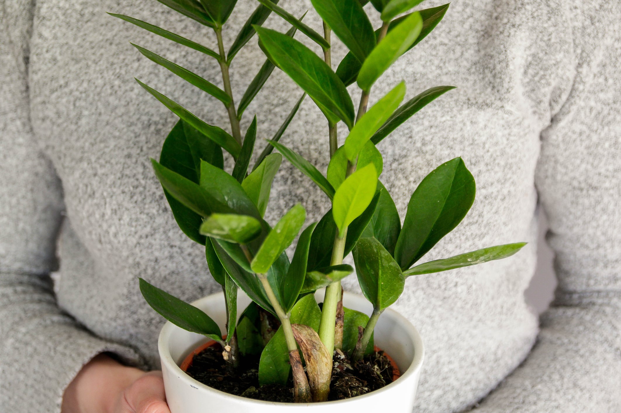 How to Grow and Care for the ZZ Plant - The Habitat
