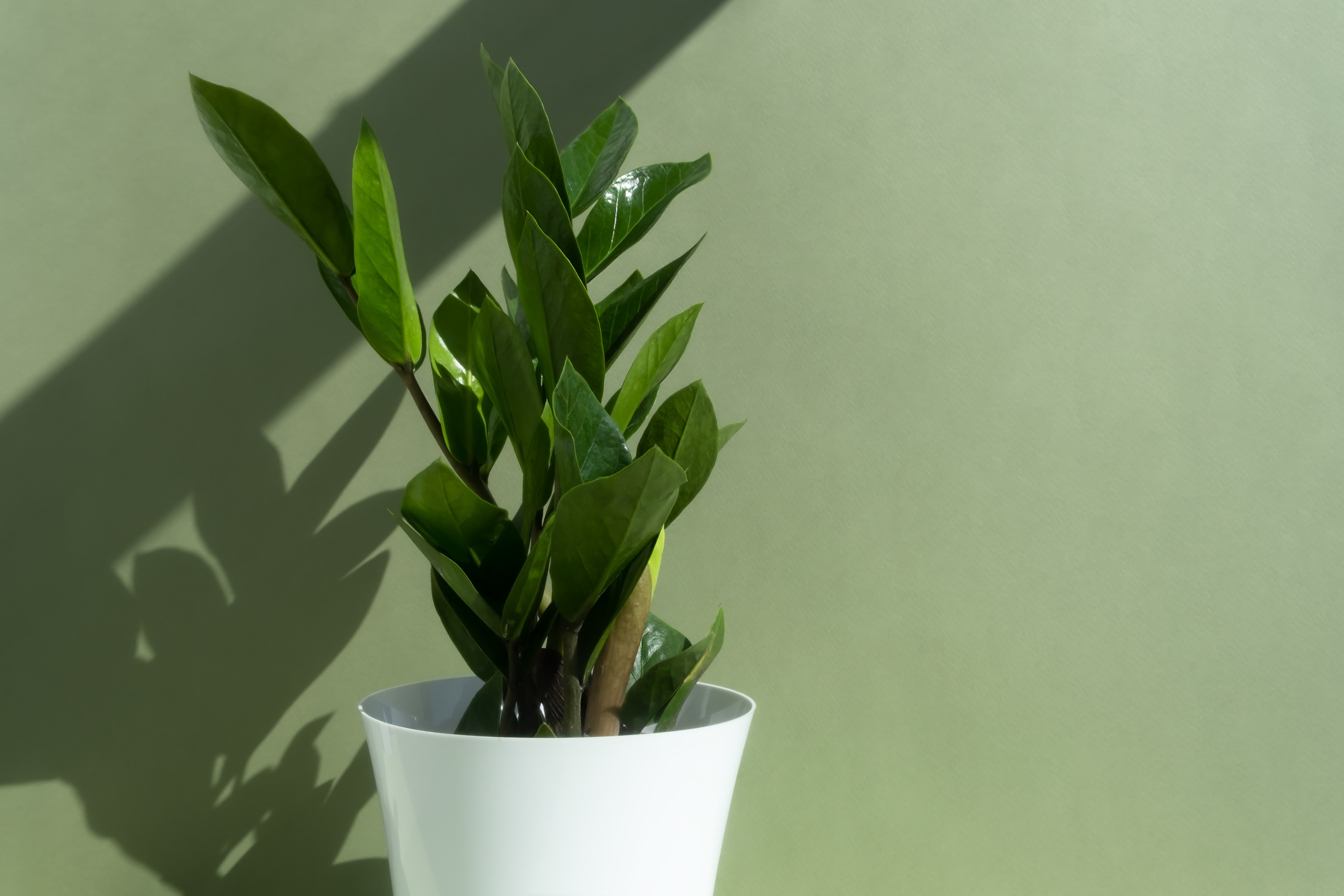 How to Grow and Care for the ZZ Plant - The Habitat