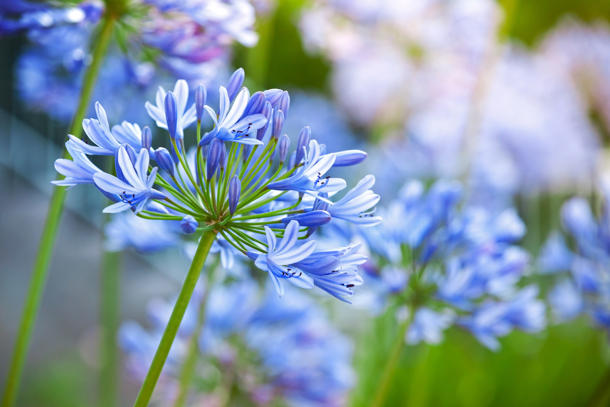 Blue Flowers to Brighten Up Your Garden - The Habitat