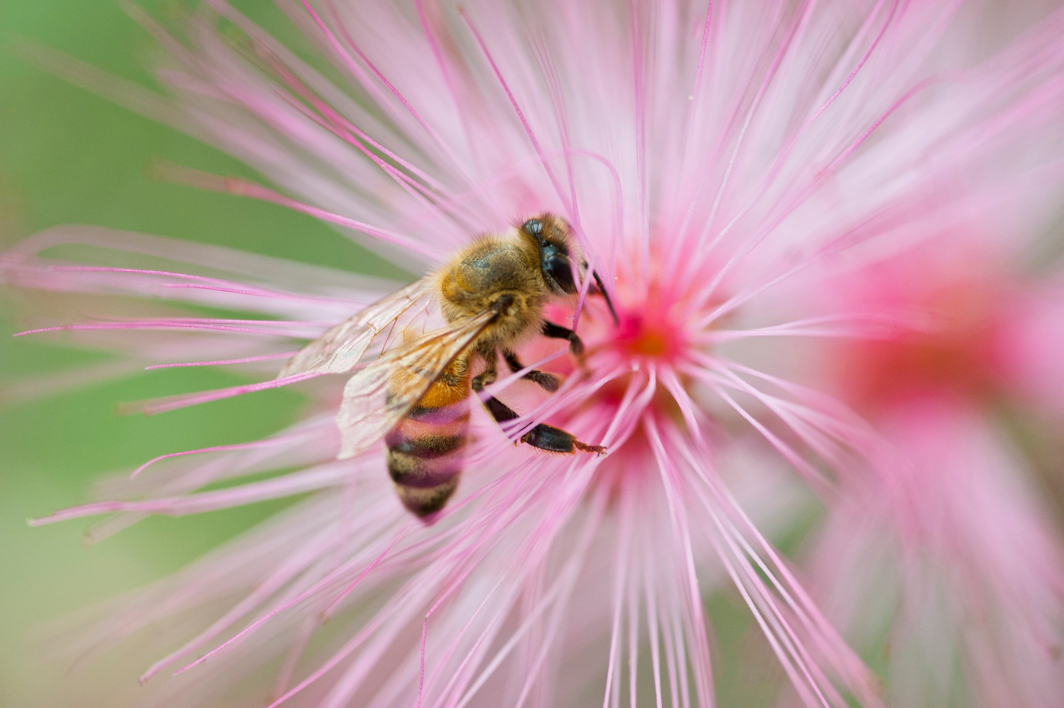 How to Care For Your Fairy Duster Plant - The Habitat