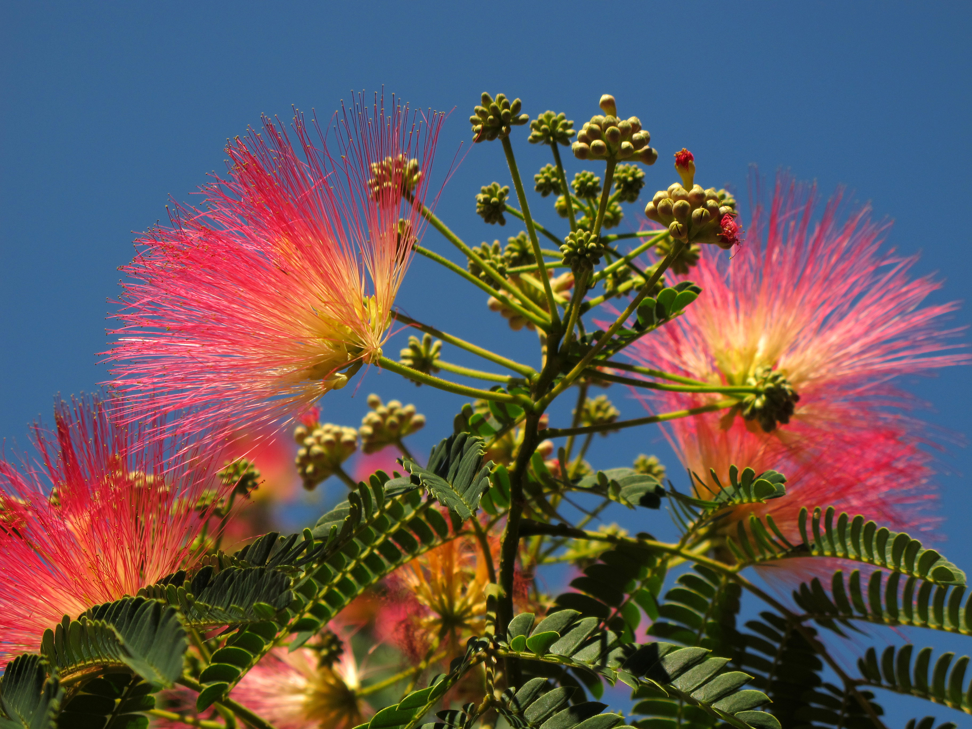 How to Care For Your Fairy Duster Plant - The Habitat