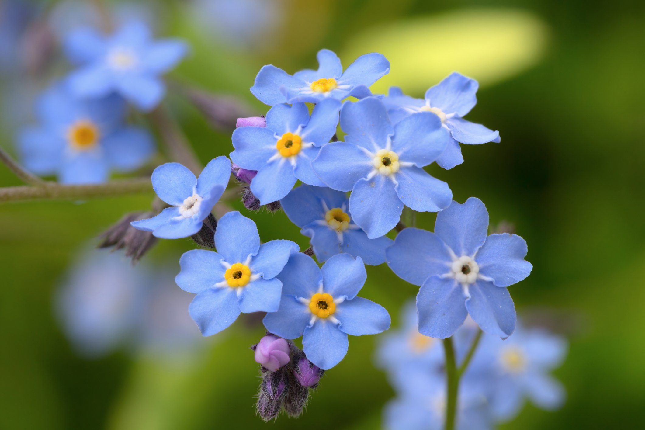 Blue Flowers to Brighten Up Your Garden - The Habitat