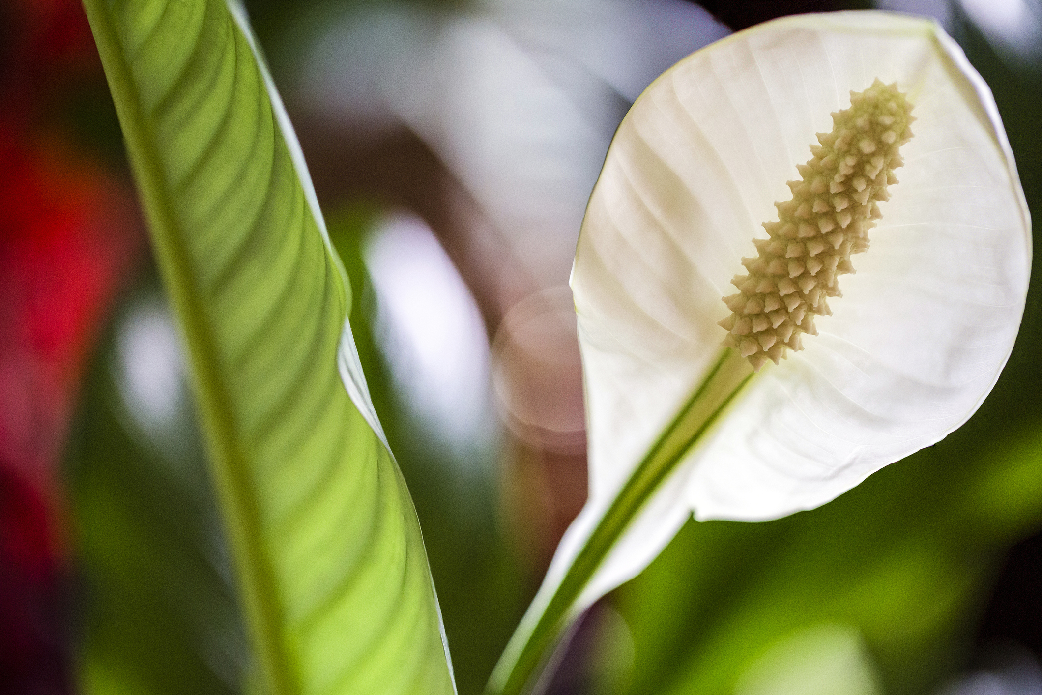 A Beginner's Guide to Painting a Peace Lily - The Habitat