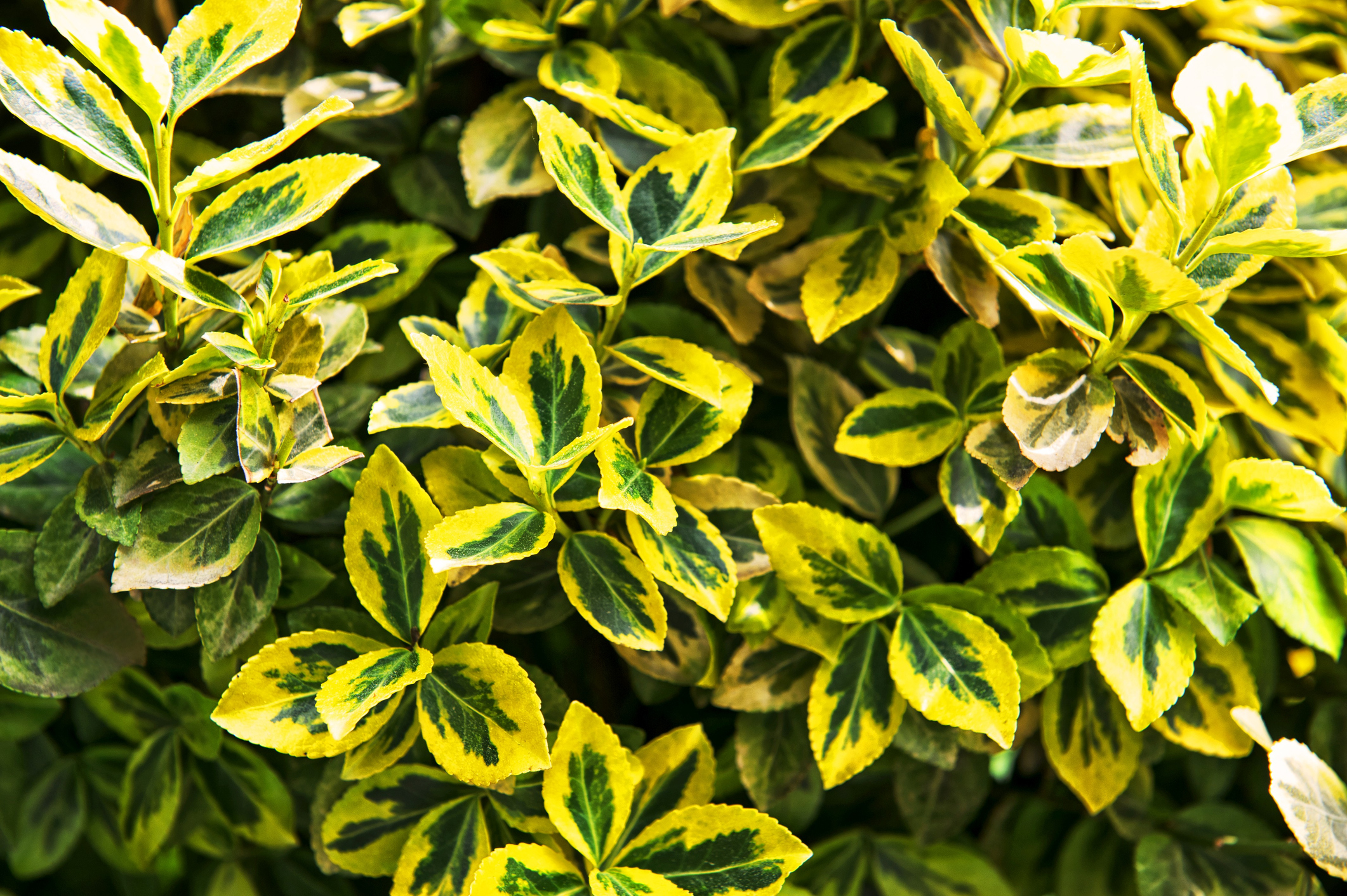 10 Shrub Species to Upgrade Your Yard - The Habitat