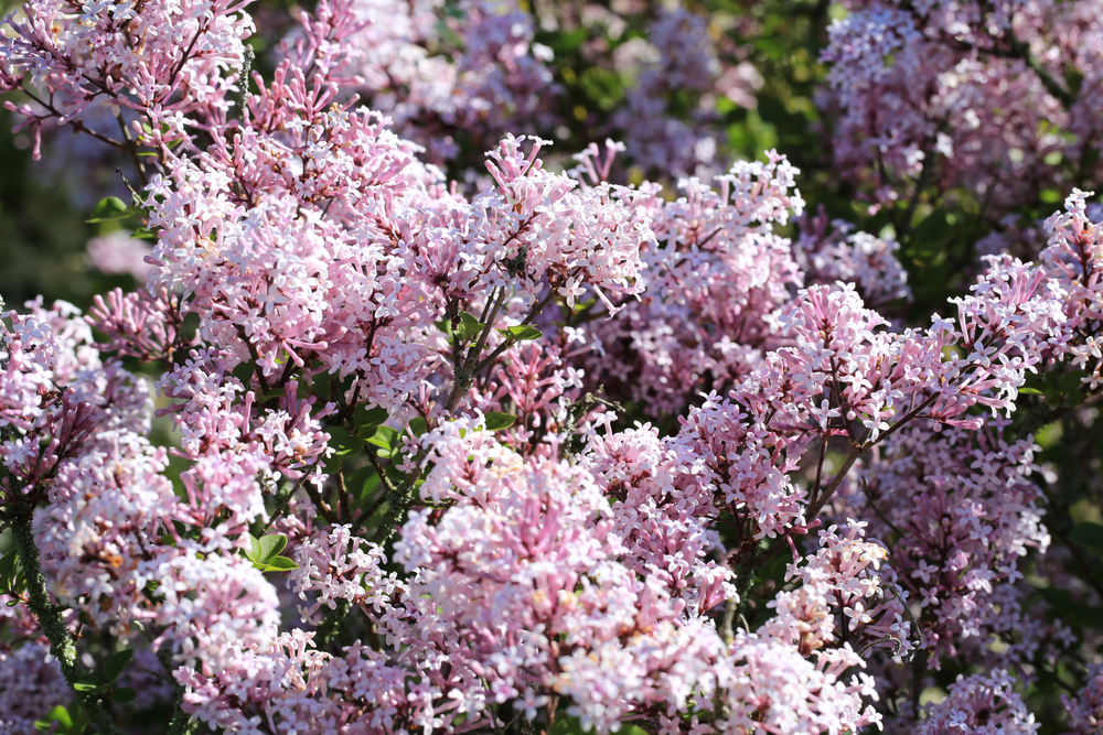 10 Shrub Species to Upgrade Your Yard - The Habitat
