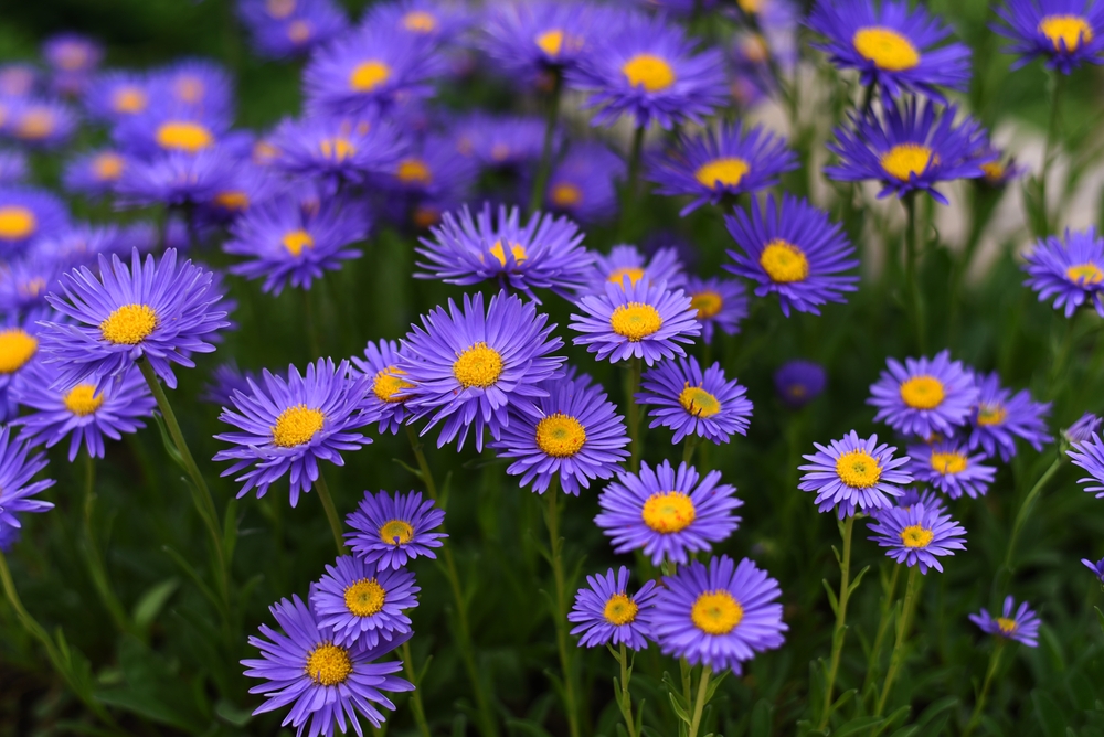 Blue Flowers to Brighten Up Your Garden - The Habitat