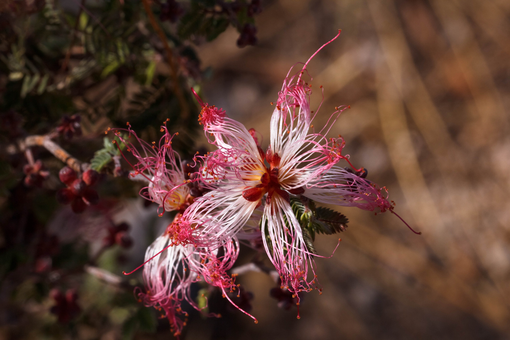 How to Care For Your Fairy Duster Plant - The Habitat