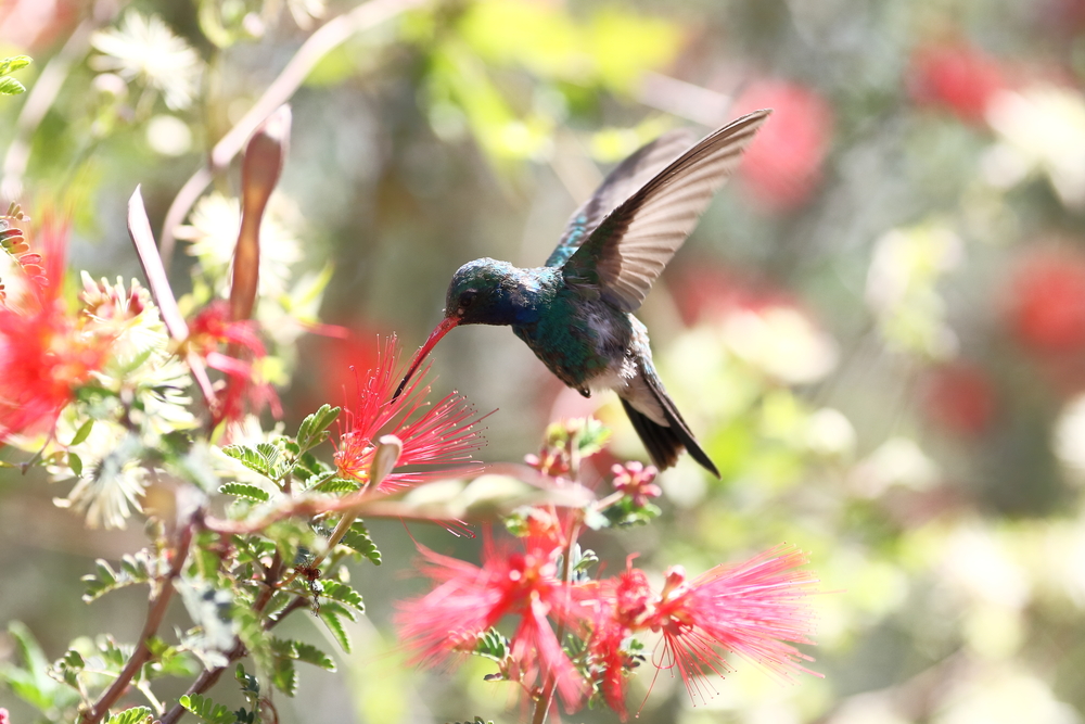 How to Care For Your Fairy Duster Plant - The Habitat