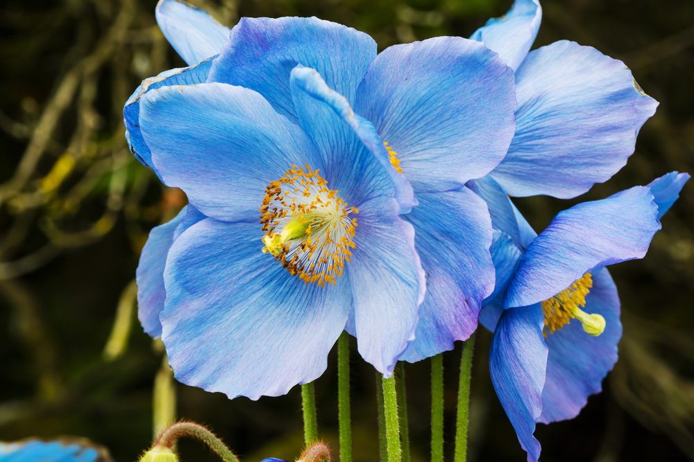 Blue Flowers to Brighten Up Your Garden - The Habitat