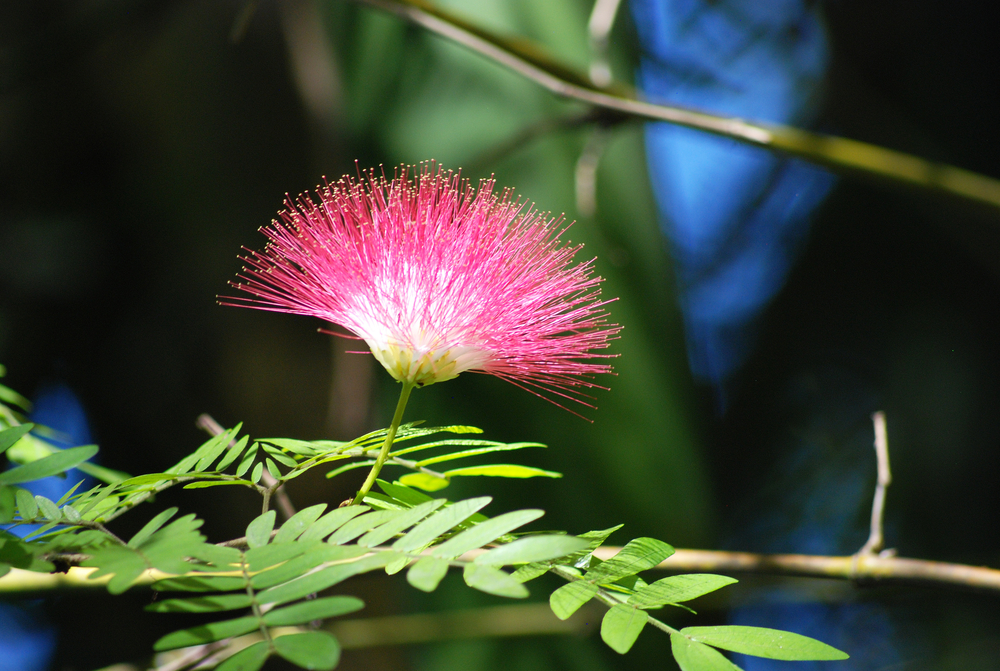 How to Care For Your Fairy Duster Plant - The Habitat