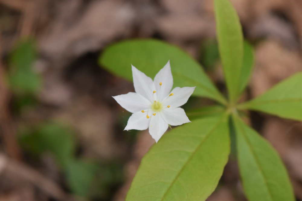 How to Care For the Starflower Plant - The Habitat