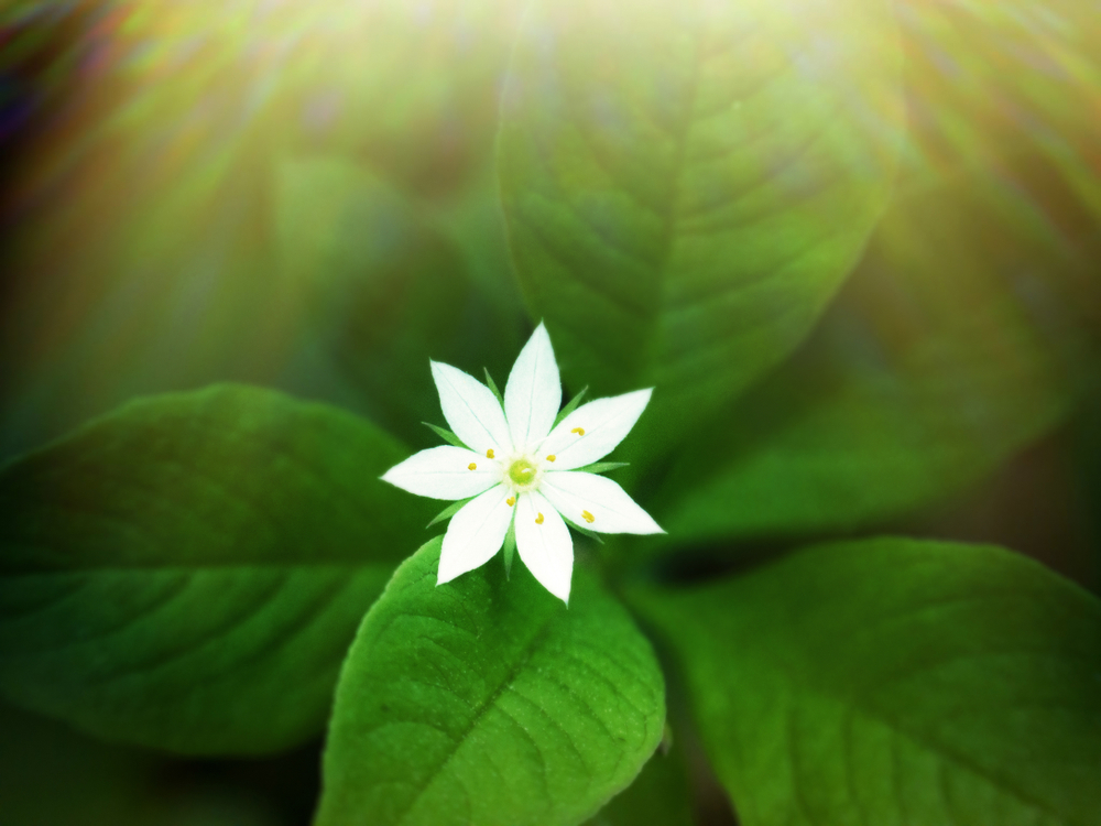 How to Care For the Starflower Plant - The Habitat