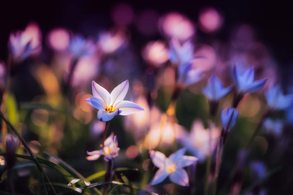 How to Care For the Starflower Plant - The Habitat