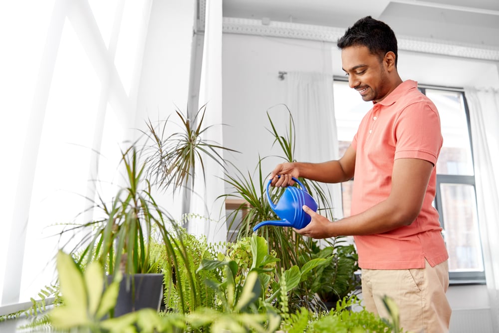 What to Know About Watering Your Houseplants - The Habitat