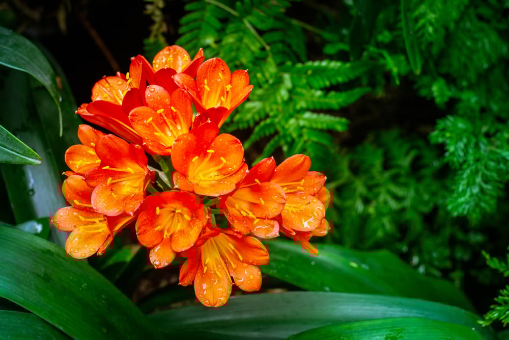 The Best Houseplants for Spring - The Habitat