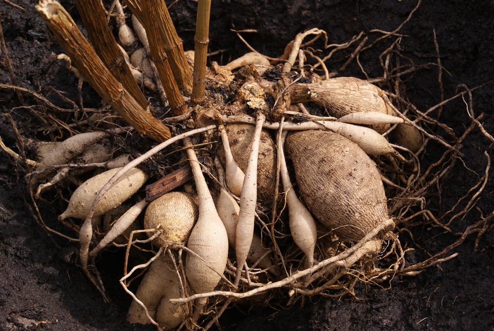 Understanding Corms, Bulbs, Tubers, and Rhizomes - The Habitat