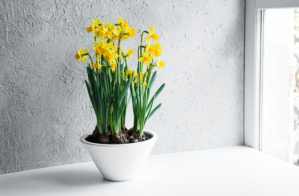 The Best Houseplants for Spring - The Habitat