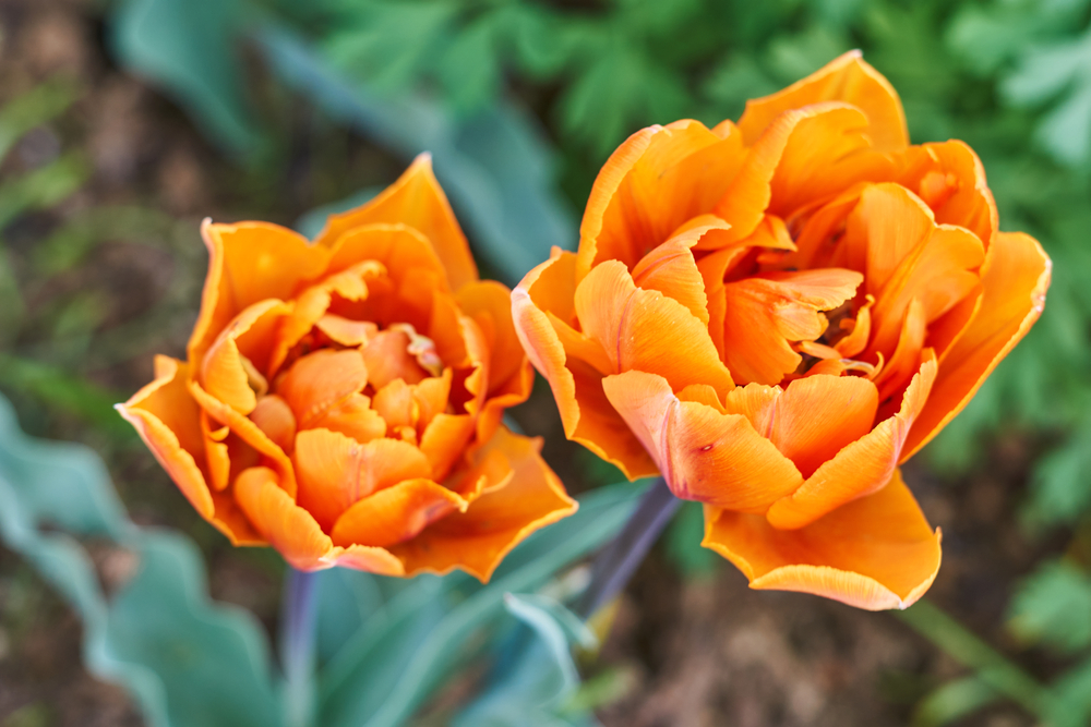 Understanding Corms, Bulbs, Tubers, and Rhizomes - The Habitat