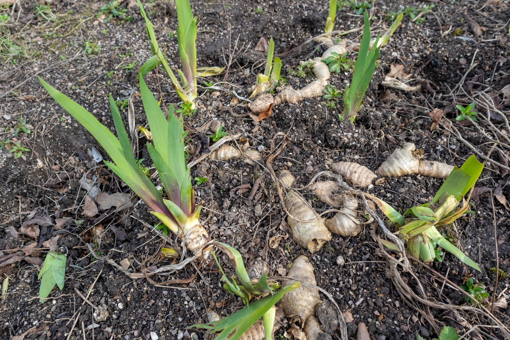 Understanding Corms, Bulbs, Tubers, and Rhizomes - The Habitat