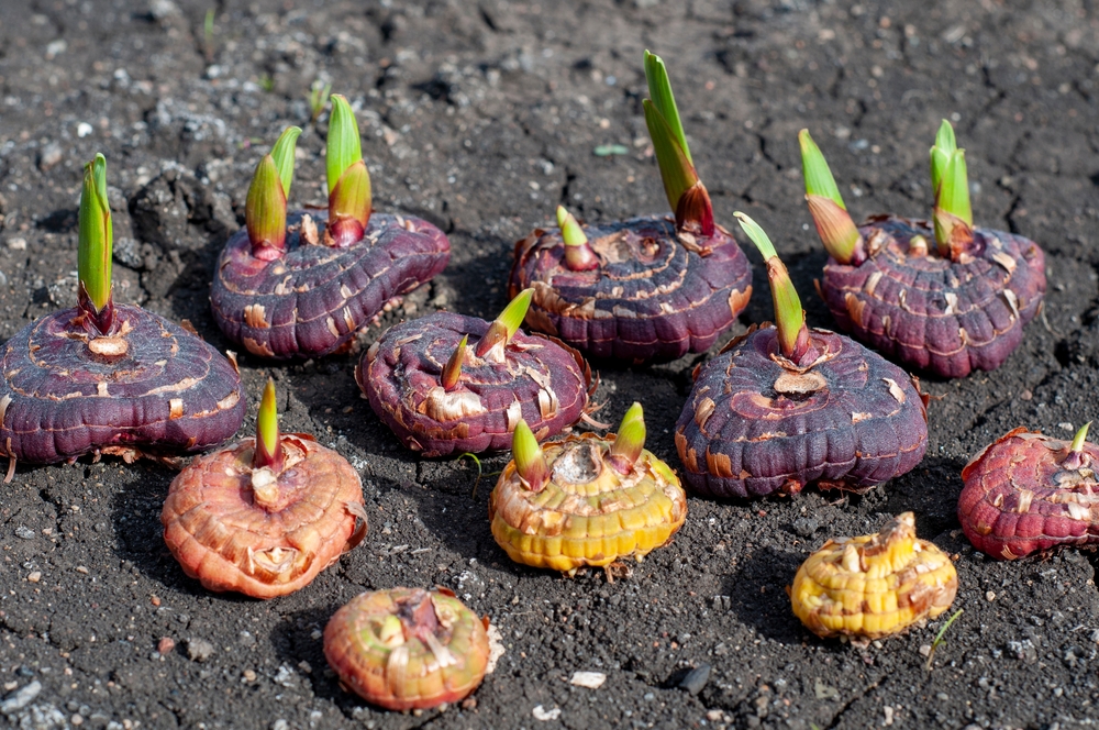 Understanding Corms, Bulbs, Tubers, and Rhizomes - The Habitat