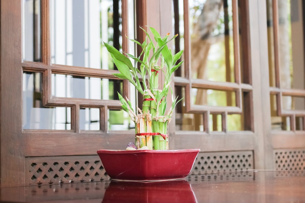 The Best Houseplants for Spring - The Habitat
