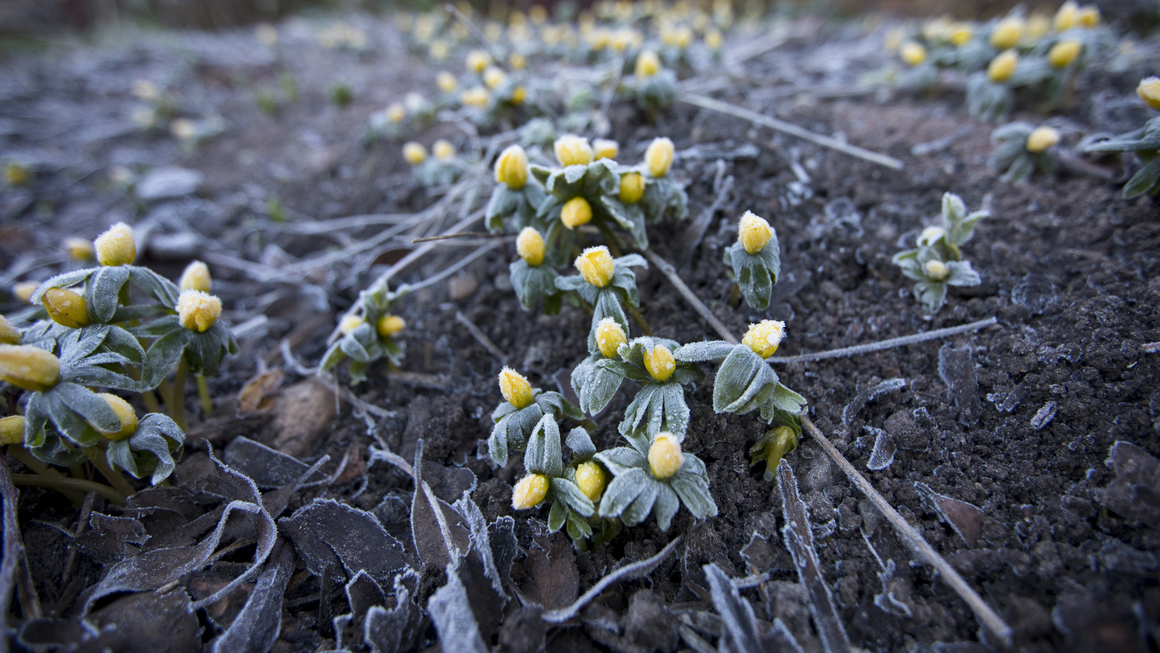 How to Grow Eranthis in Your Garden - The Habitat