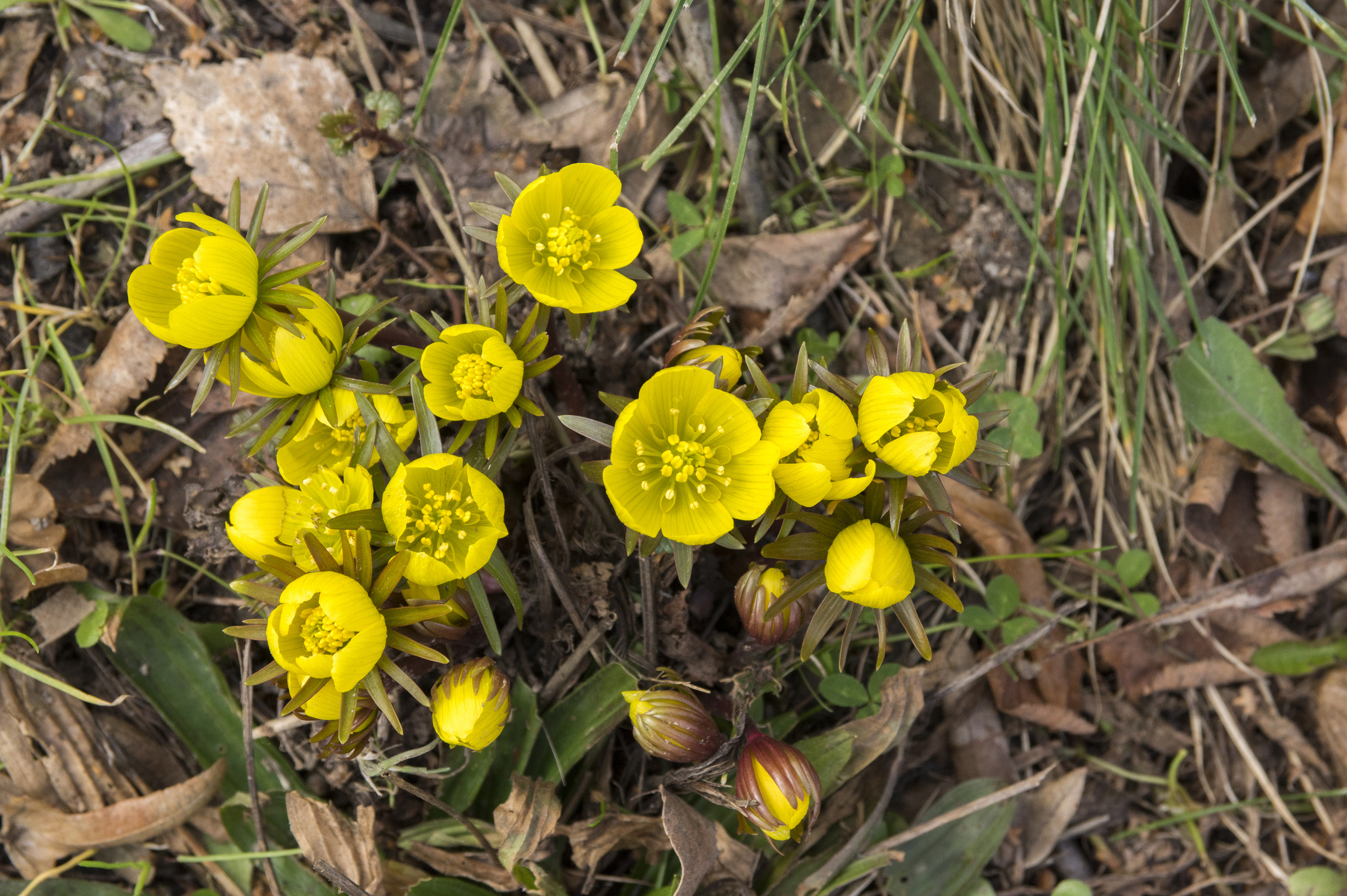 How to Grow Eranthis in Your Garden - The Habitat