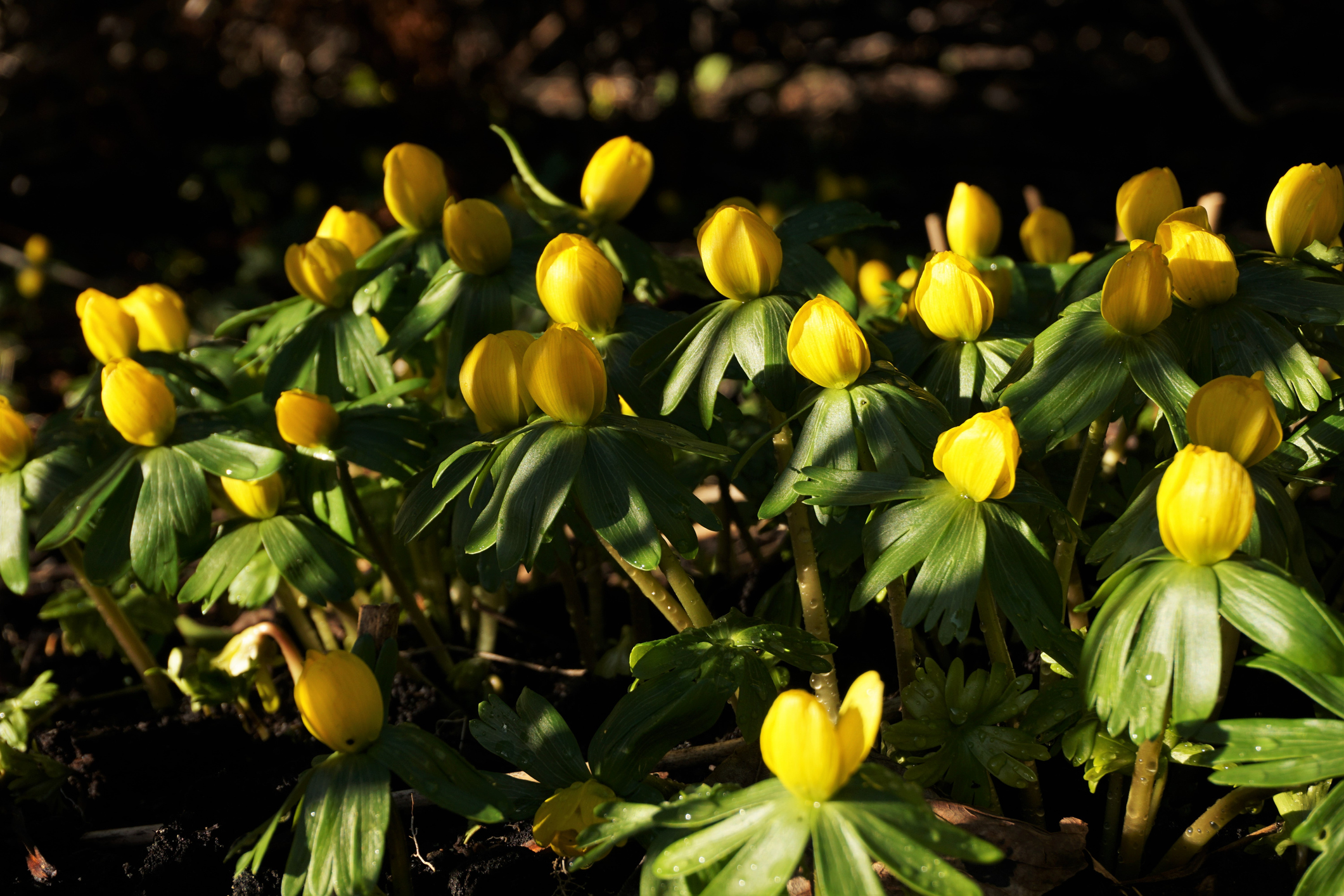 How to Grow Eranthis in Your Garden - The Habitat