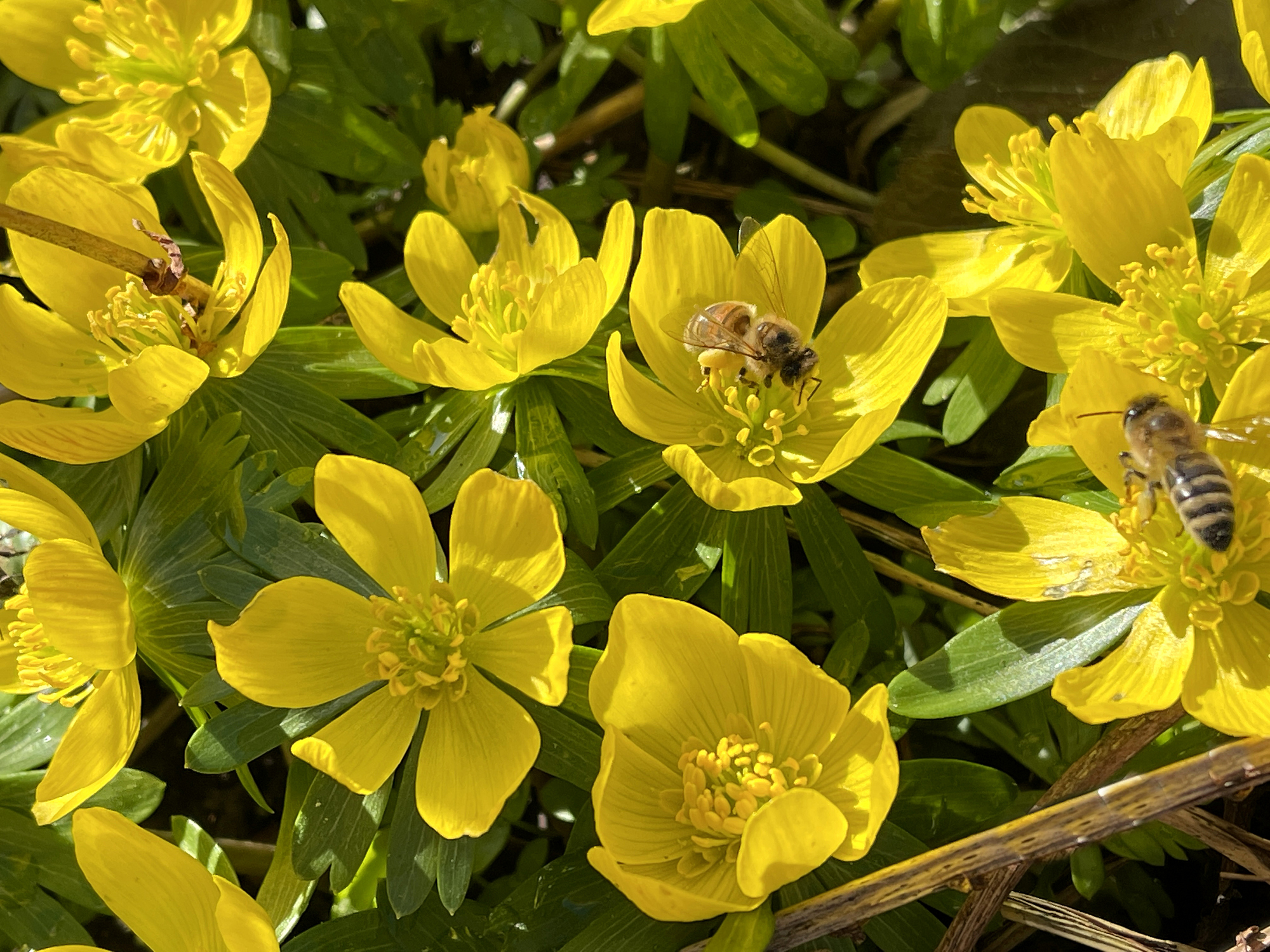 How to Grow Eranthis in Your Garden - The Habitat