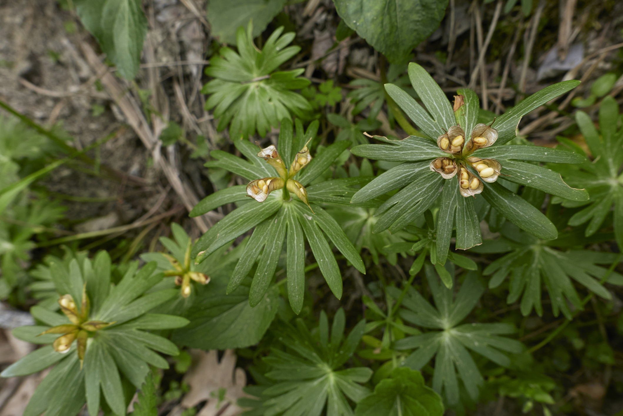 How to Grow Eranthis in Your Garden - The Habitat