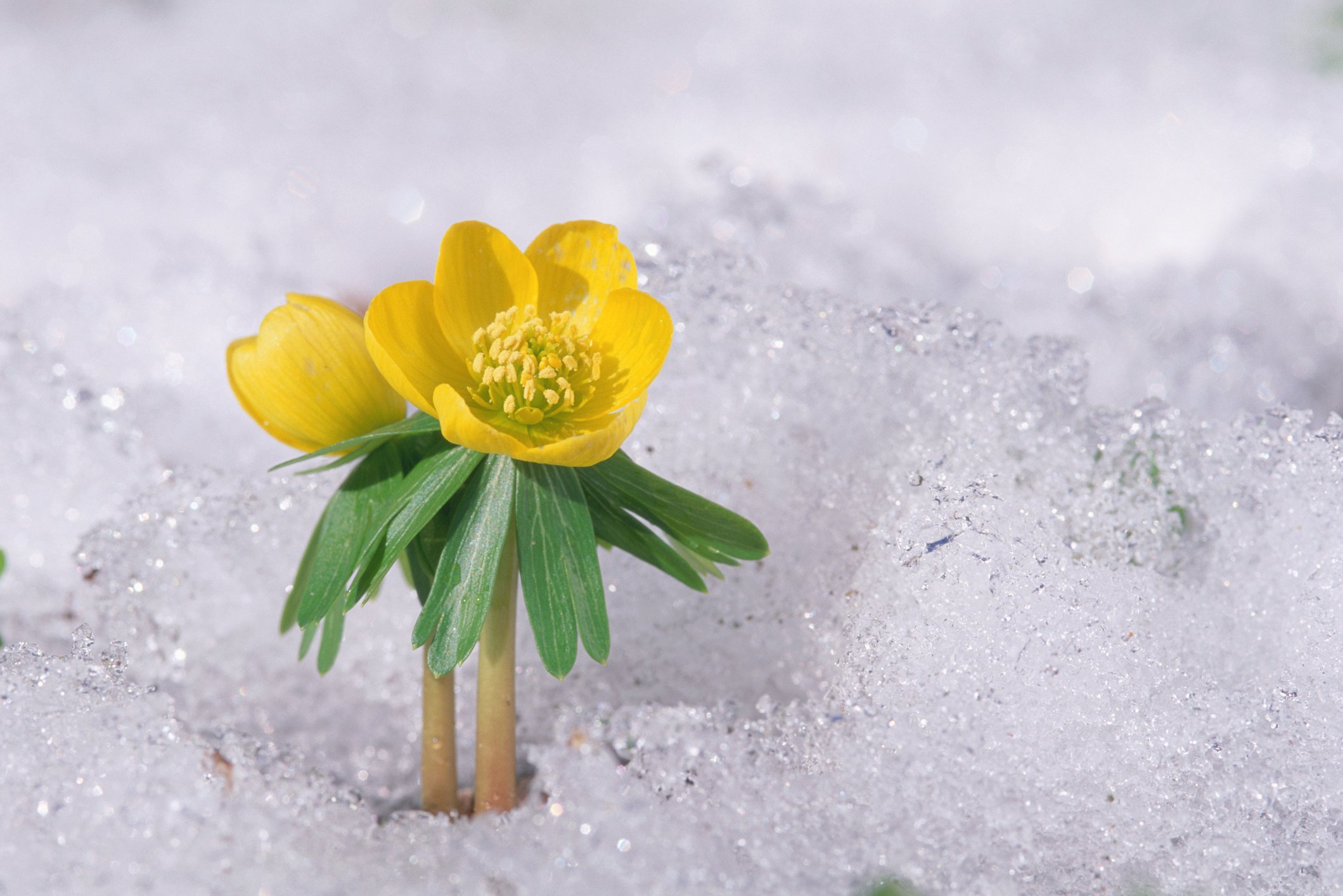 How to Grow Eranthis in Your Garden - The Habitat
