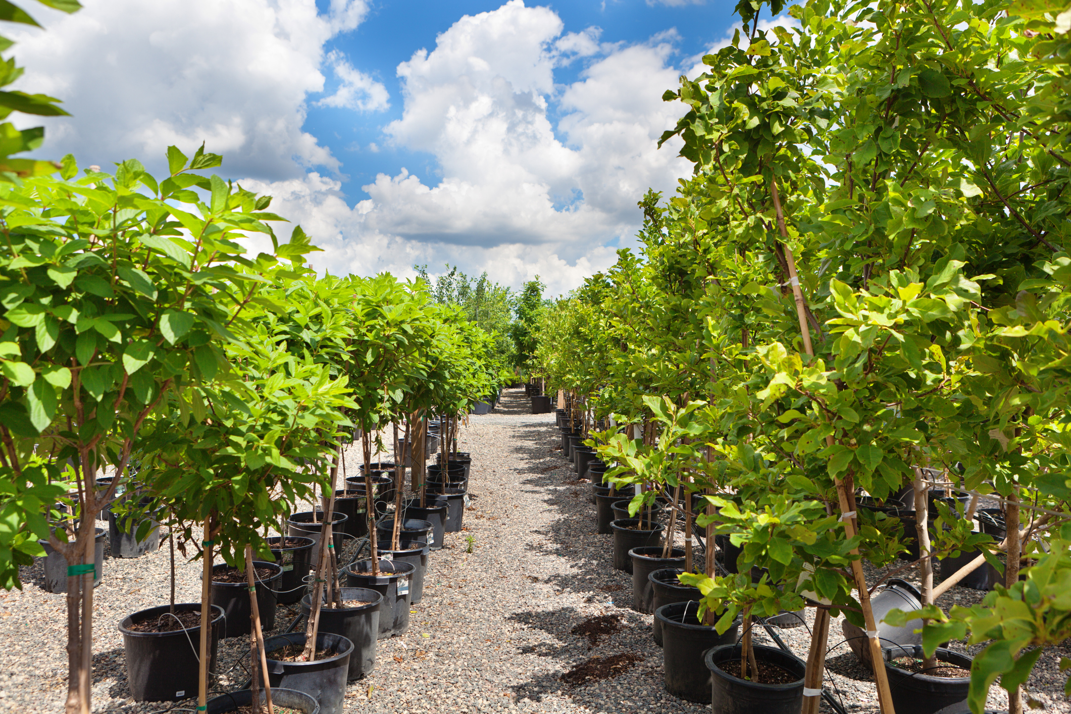 How to Grow a Balsam Poplar Tree - The Habitat