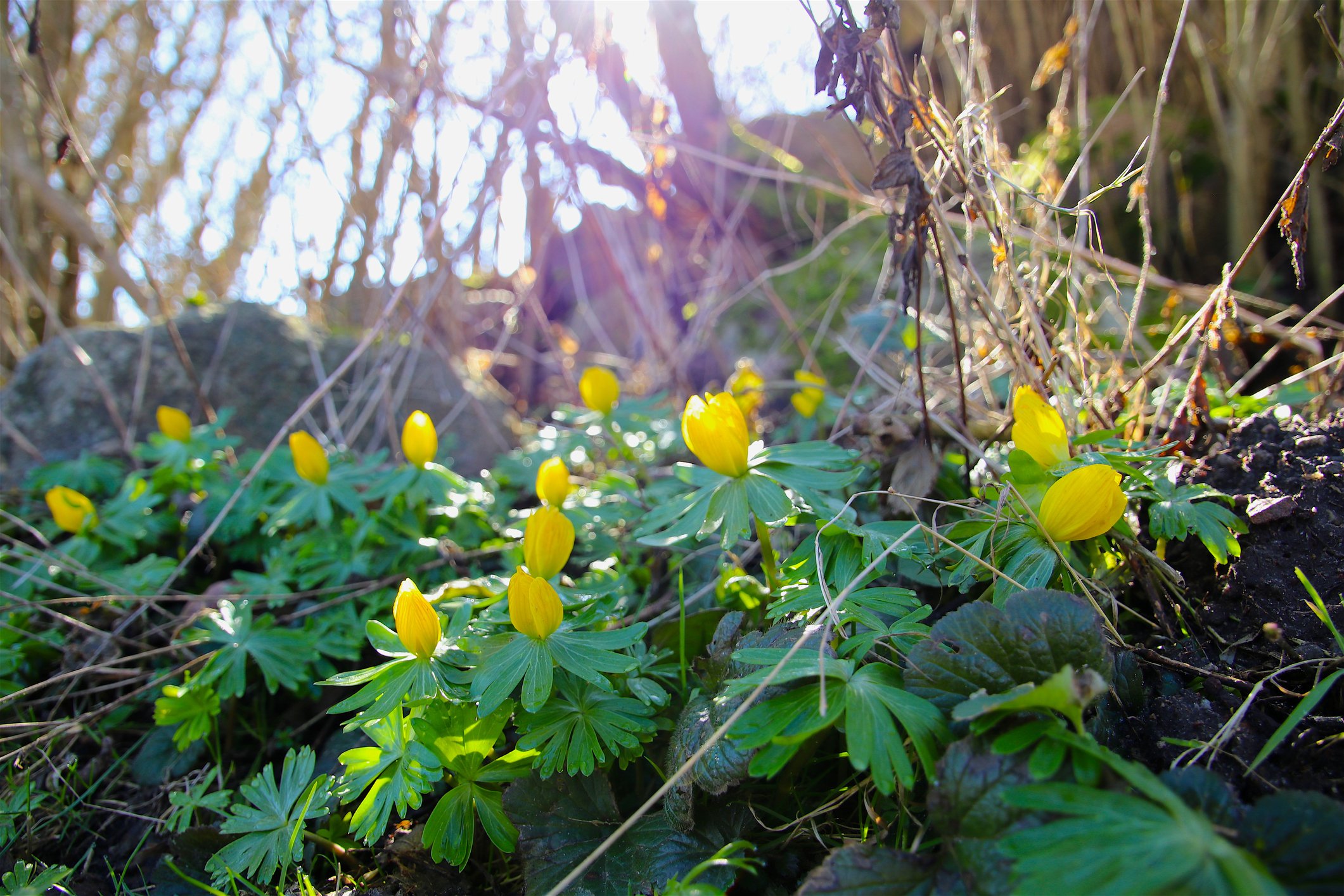 How to Grow Eranthis in Your Garden - The Habitat
