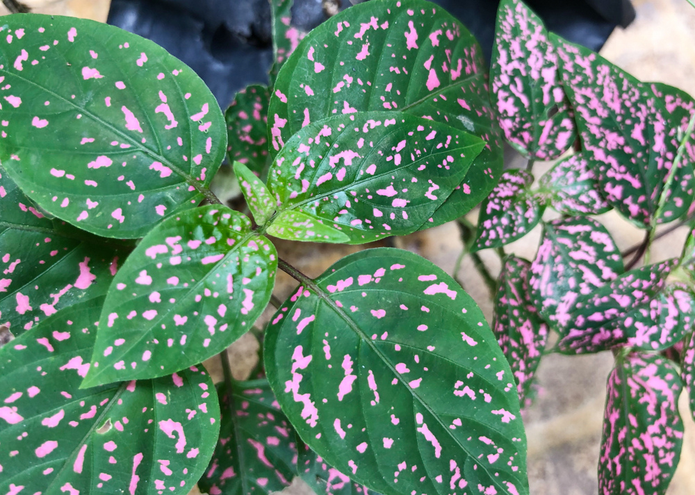 How To Care For a Polka Dot Plant - The Habitat