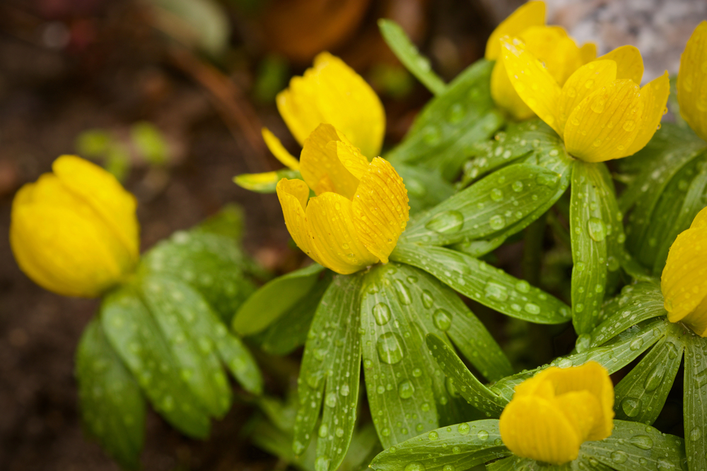 How to Grow Eranthis in Your Garden - The Habitat