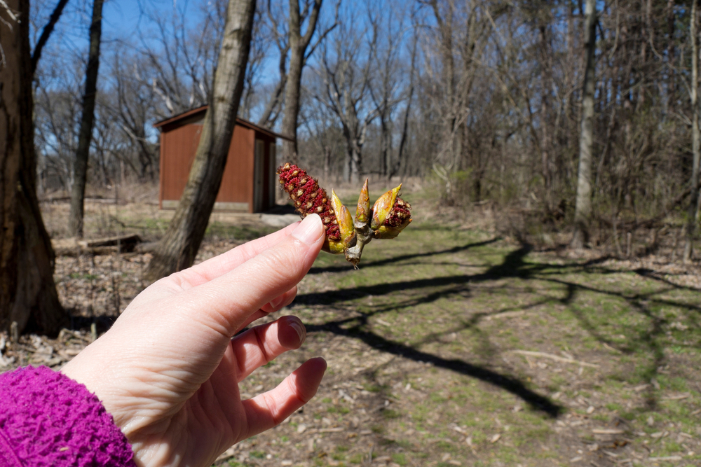 How to Grow a Balsam Poplar Tree - The Habitat