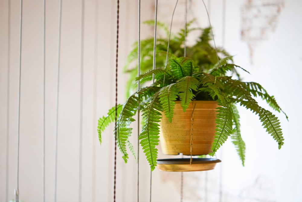 Hanging Plants That Will Elevate Your Decor - The Habitat