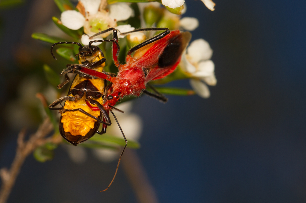 Assassin Bugs Are A Blessing In Disguise The Habitat