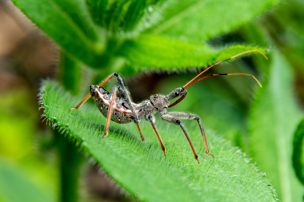 Assassin Bugs Are a Blessing in Disguise - The Habitat