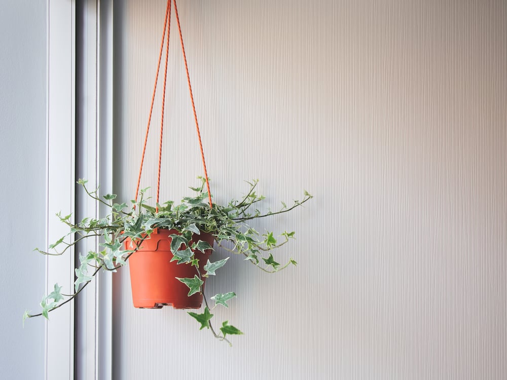 Hanging Plants That Will Elevate Your Decor - The Habitat