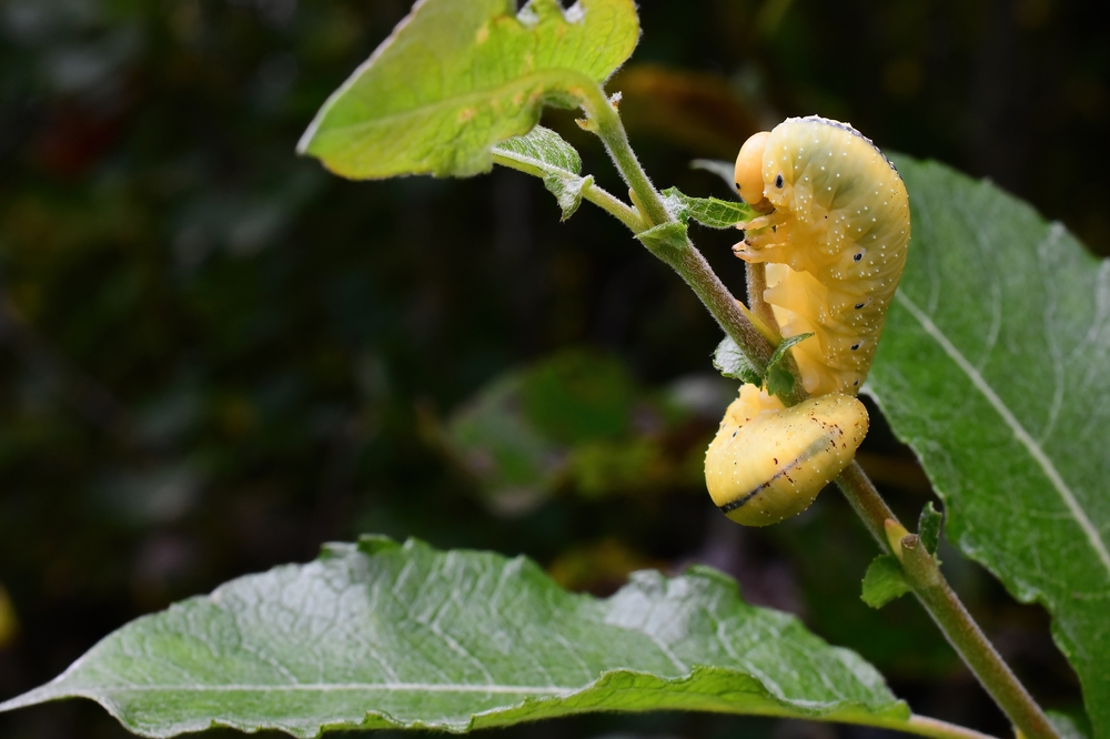 How to Grow a Balsam Poplar Tree - The Habitat